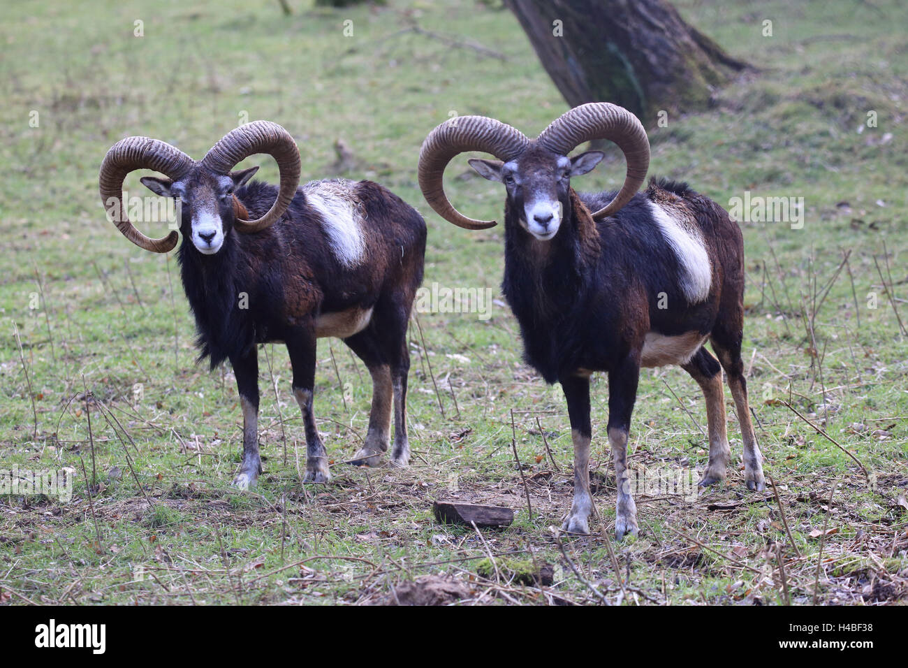 Ovis ammon musimon hi-res stock photography and images - Alamy