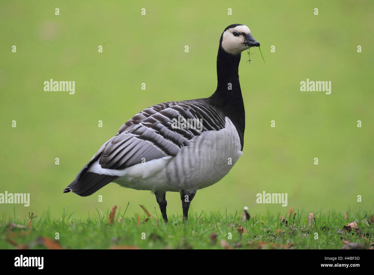 Barnacle goose, Branta leucopsis Stock Photo - Alamy