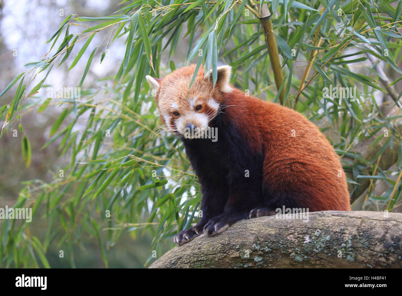 Red panda, Ailurus fulgens Stock Photo - Alamy