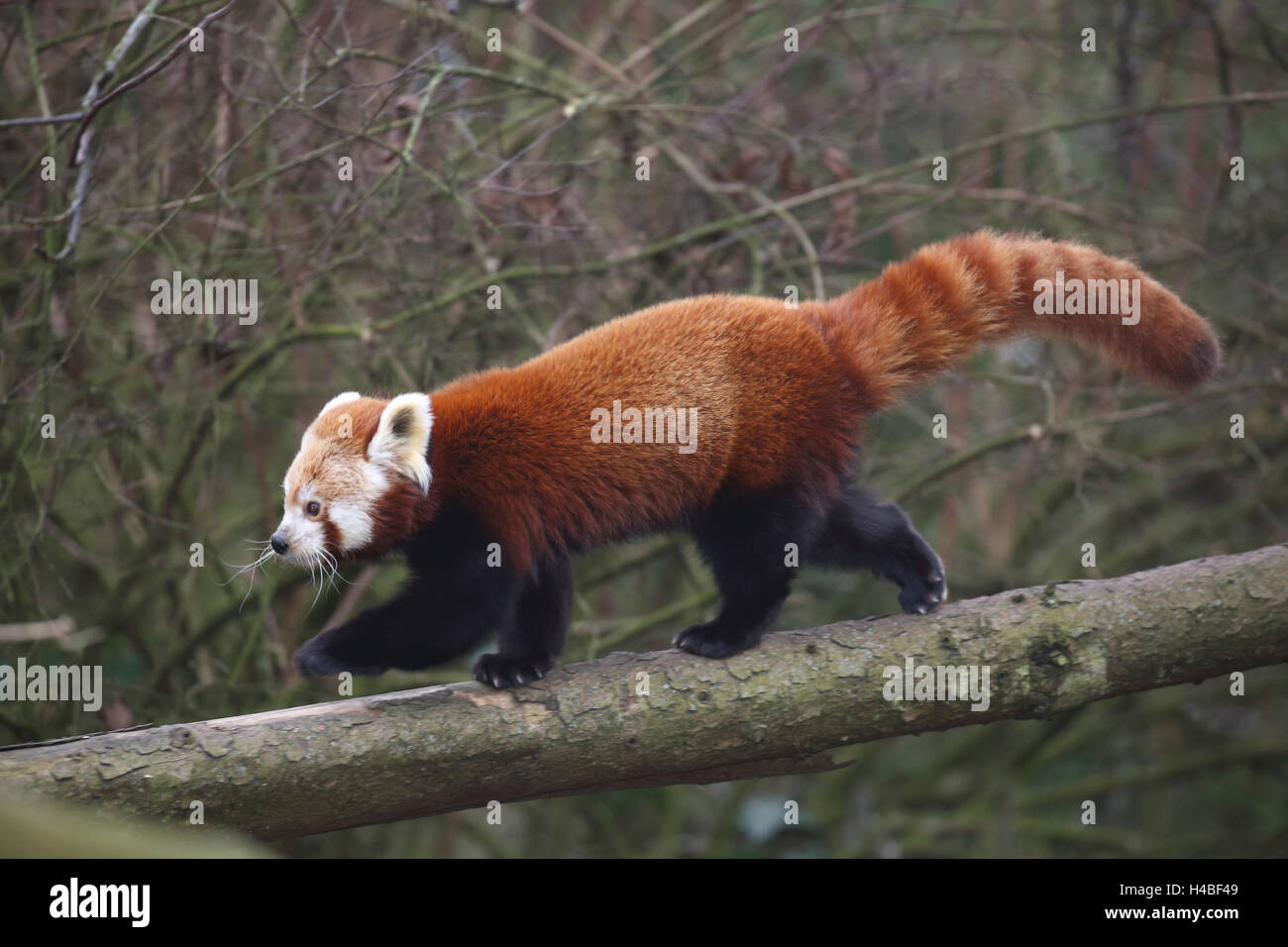 Red panda running on trunk, Ailurus fulgens Stock Photo - Alamy