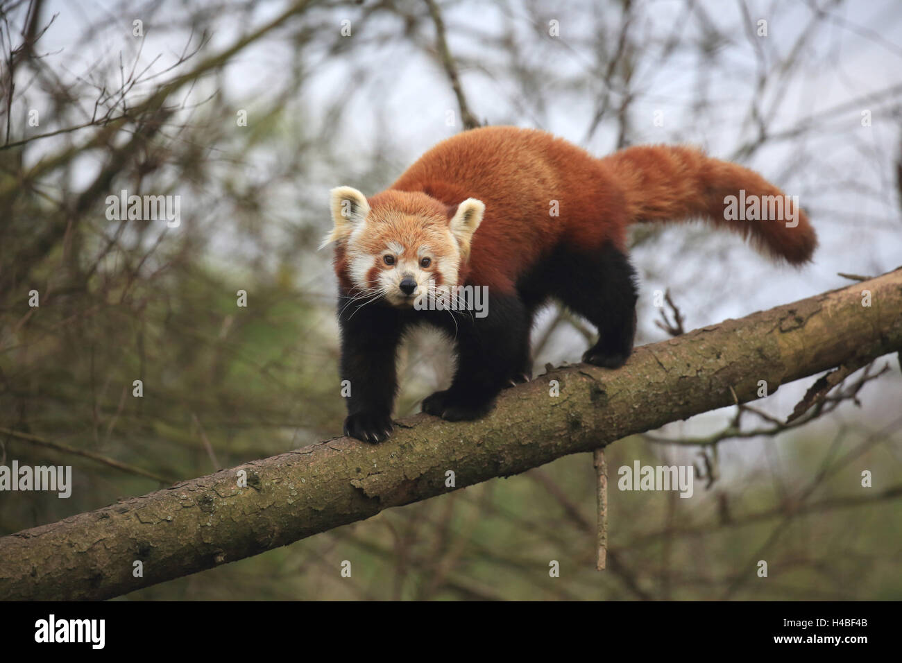 Red panda running on trunk, Ailurus fulgens Stock Photo - Alamy