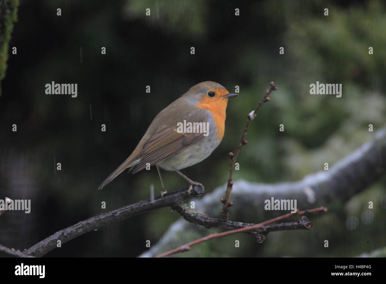 Robin redbreasts hi-res stock photography and images - Alamy