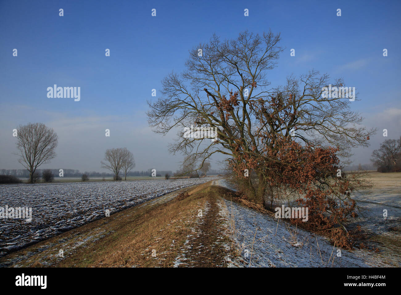 English oak in winter Quercus robur Stock Photo - Alamy
