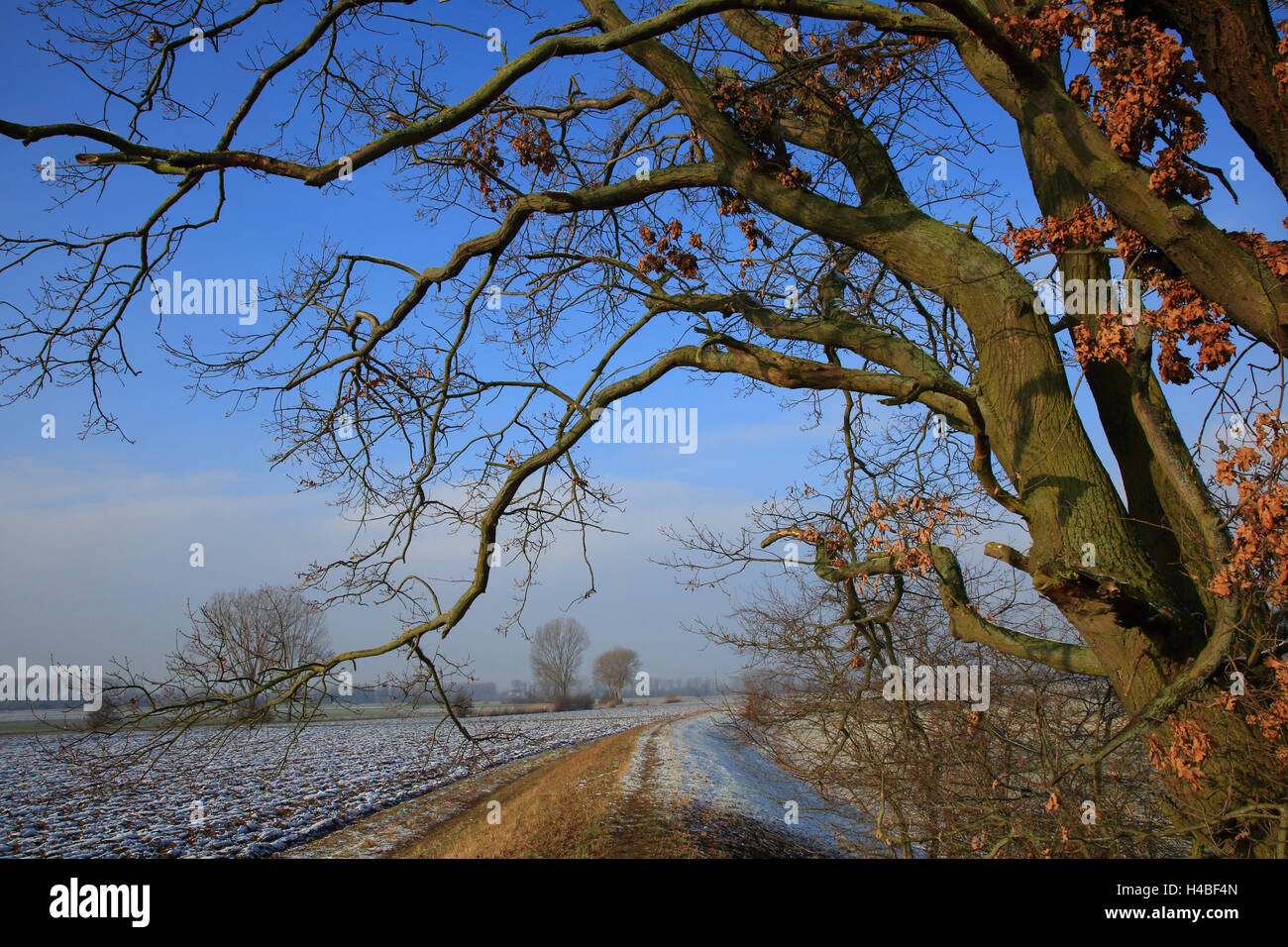 English oak hi-res stock photography and images - Alamy