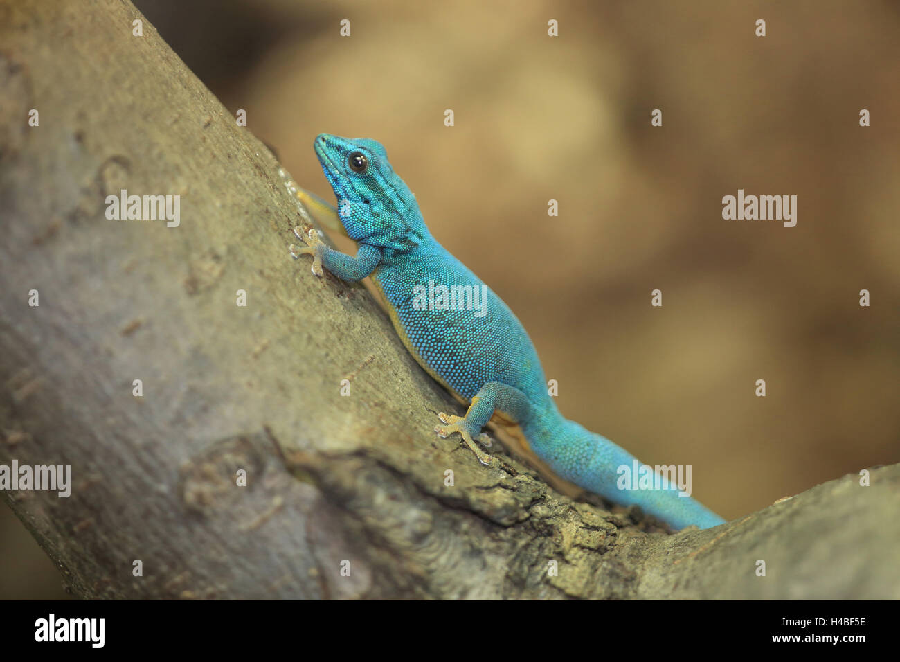 Turquoise dwarf gecko, Lygodactylus williamsi Stock Photo - Alamy