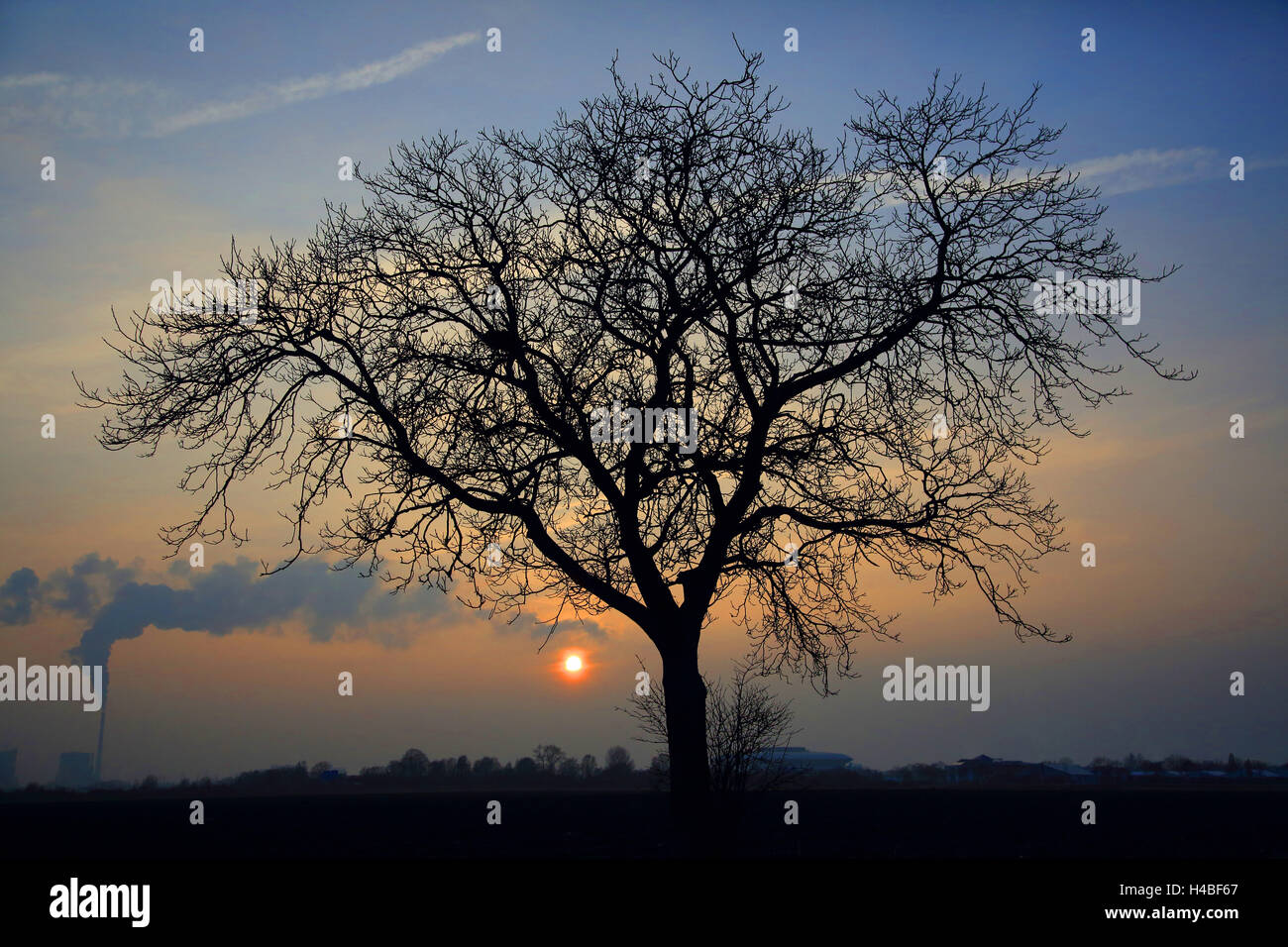 Walnut tree at sunset Juglans regia Stock Photo - Alamy