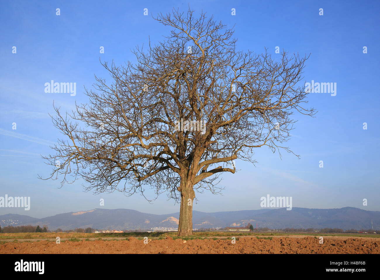Walnut trees germany hi-res stock photography and images - Alamy