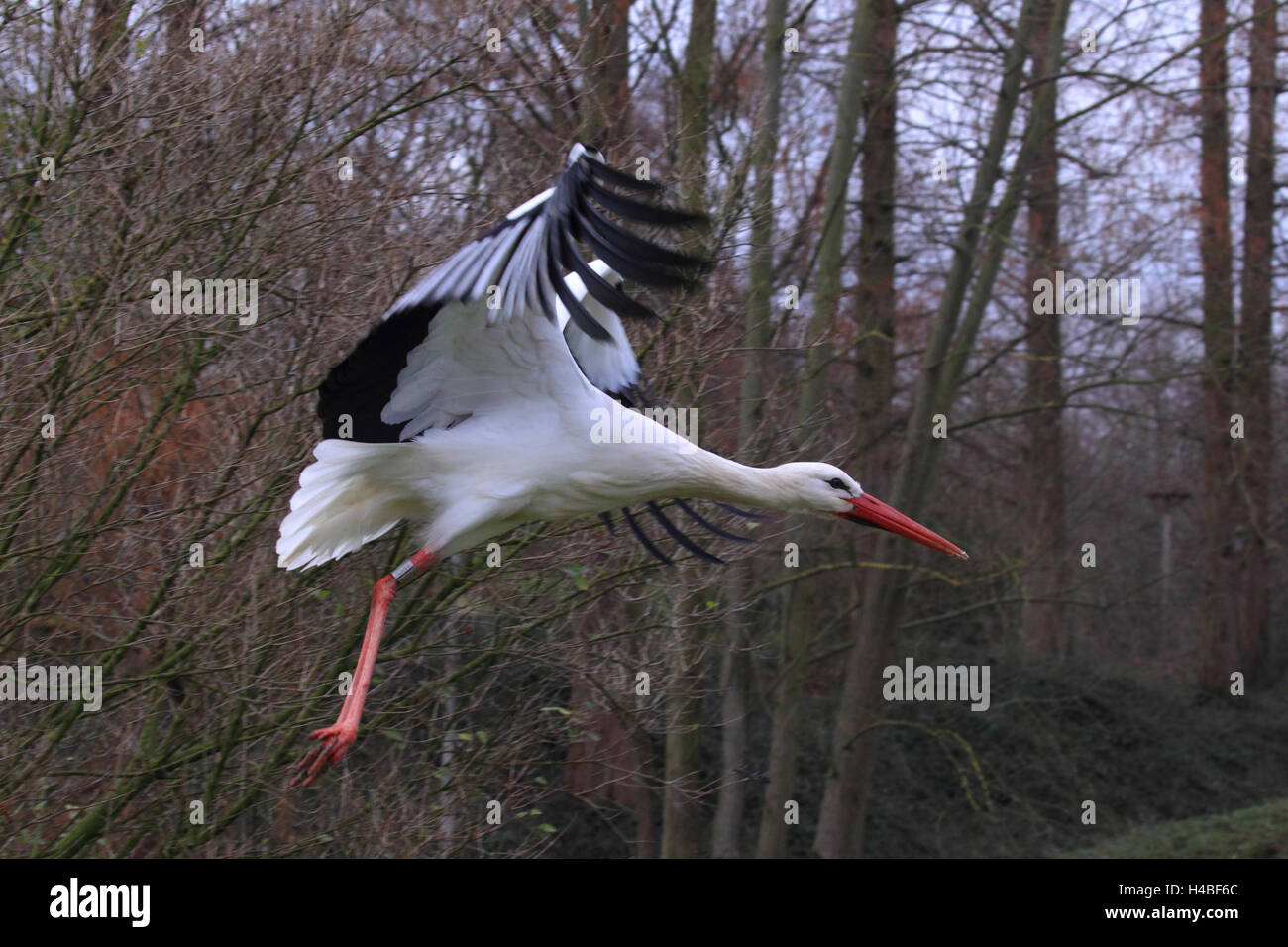 White stork in flight, Ciconia ciconia Stock Photo - Alamy