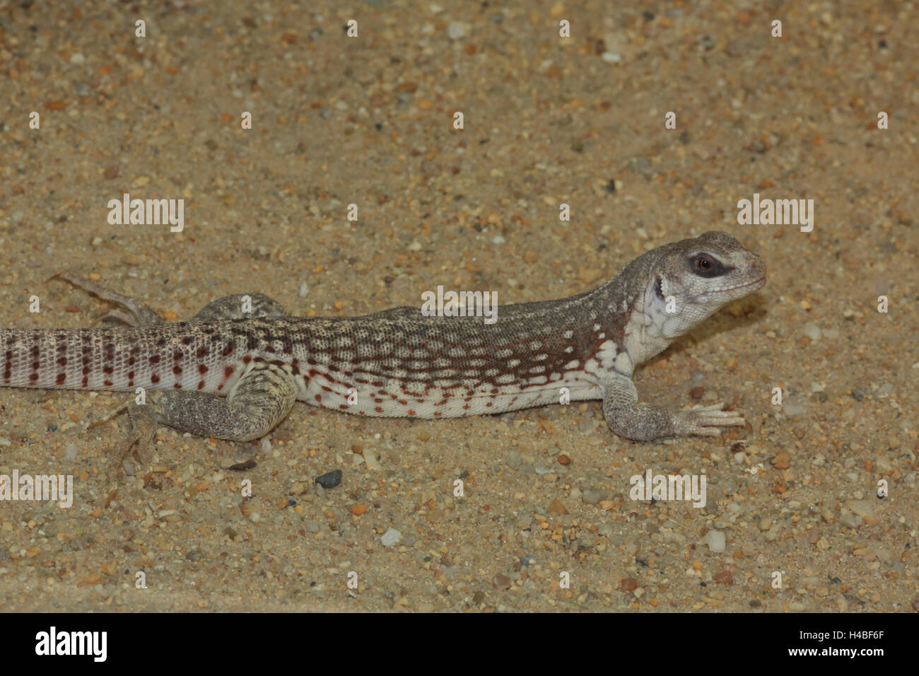 Desert iguana, Dipsosaurus dorsalis Stock Photo - Alamy