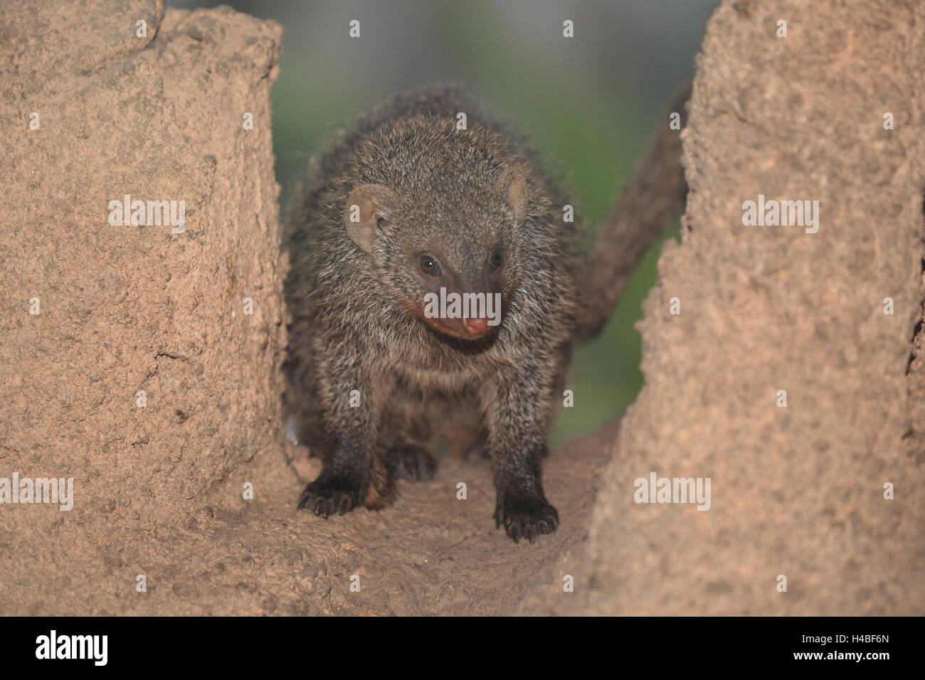 Banded mongoose, Mungos mungo Stock Photo - Alamy
