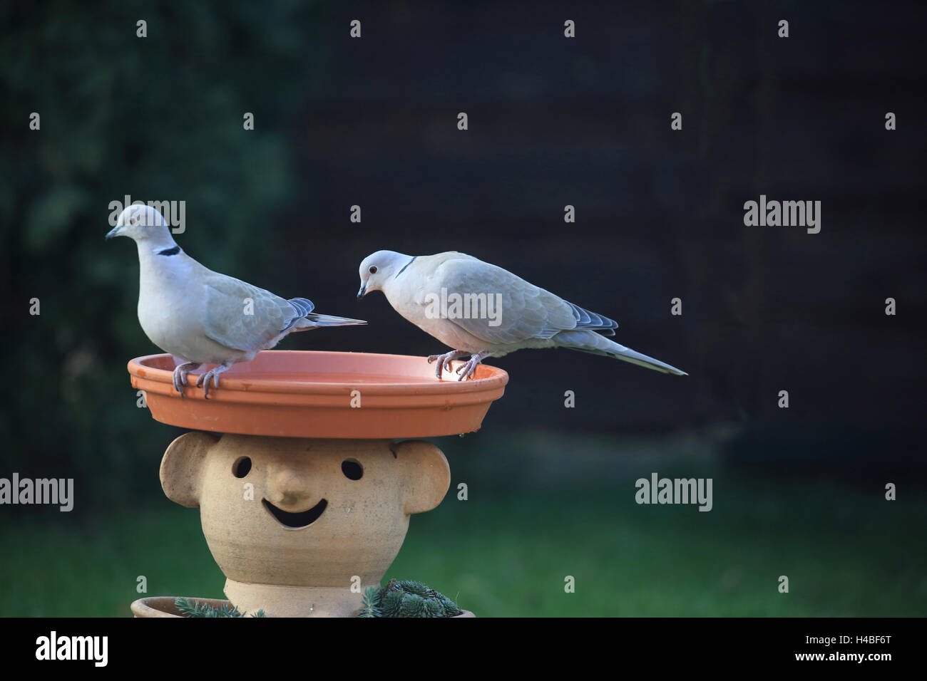 Collared doves hi-res stock photography and images - Alamy