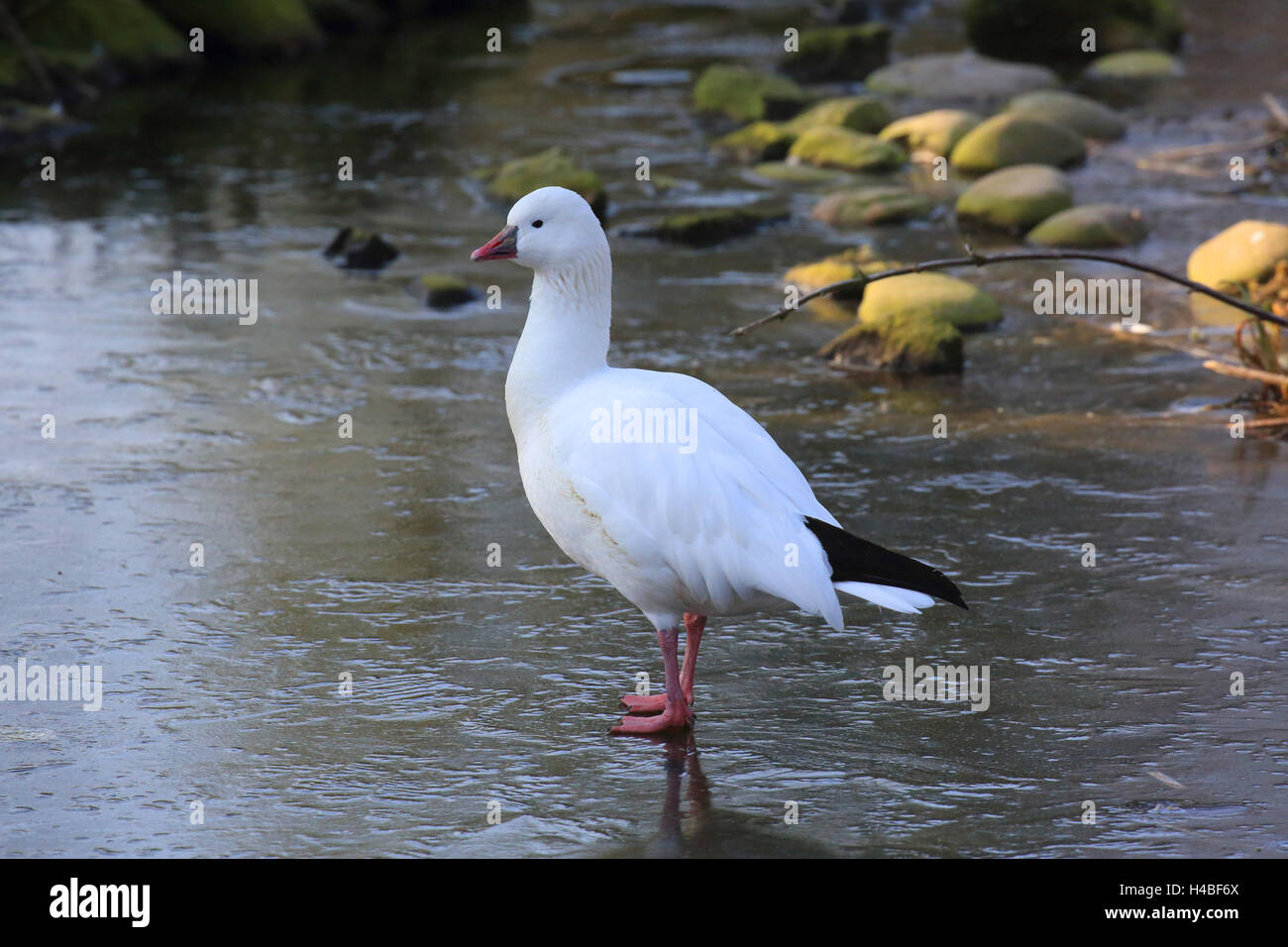 Rosss goose hi-res stock photography and images - Alamy