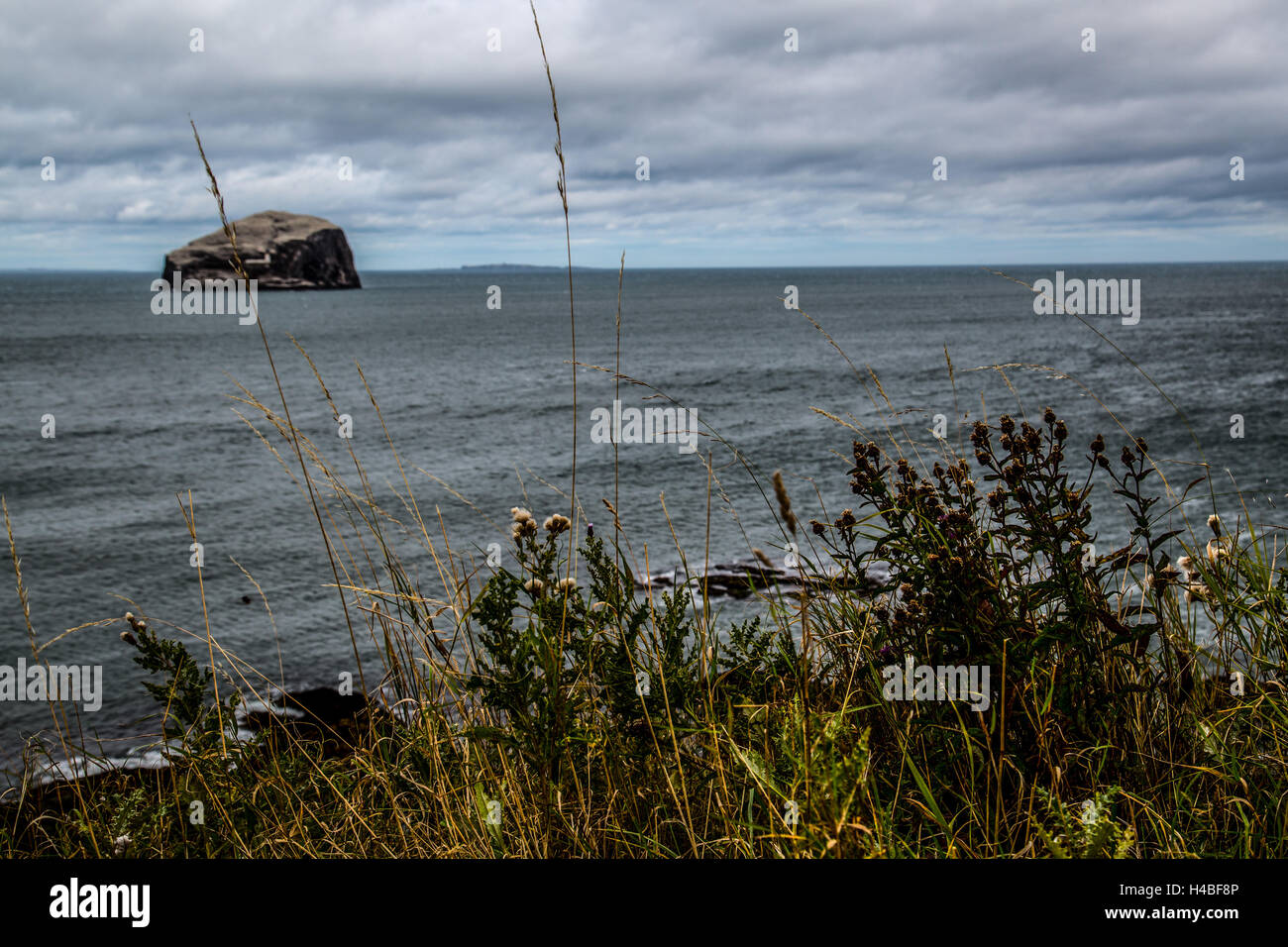 Bass rock Scotland Stock Photo - Alamy