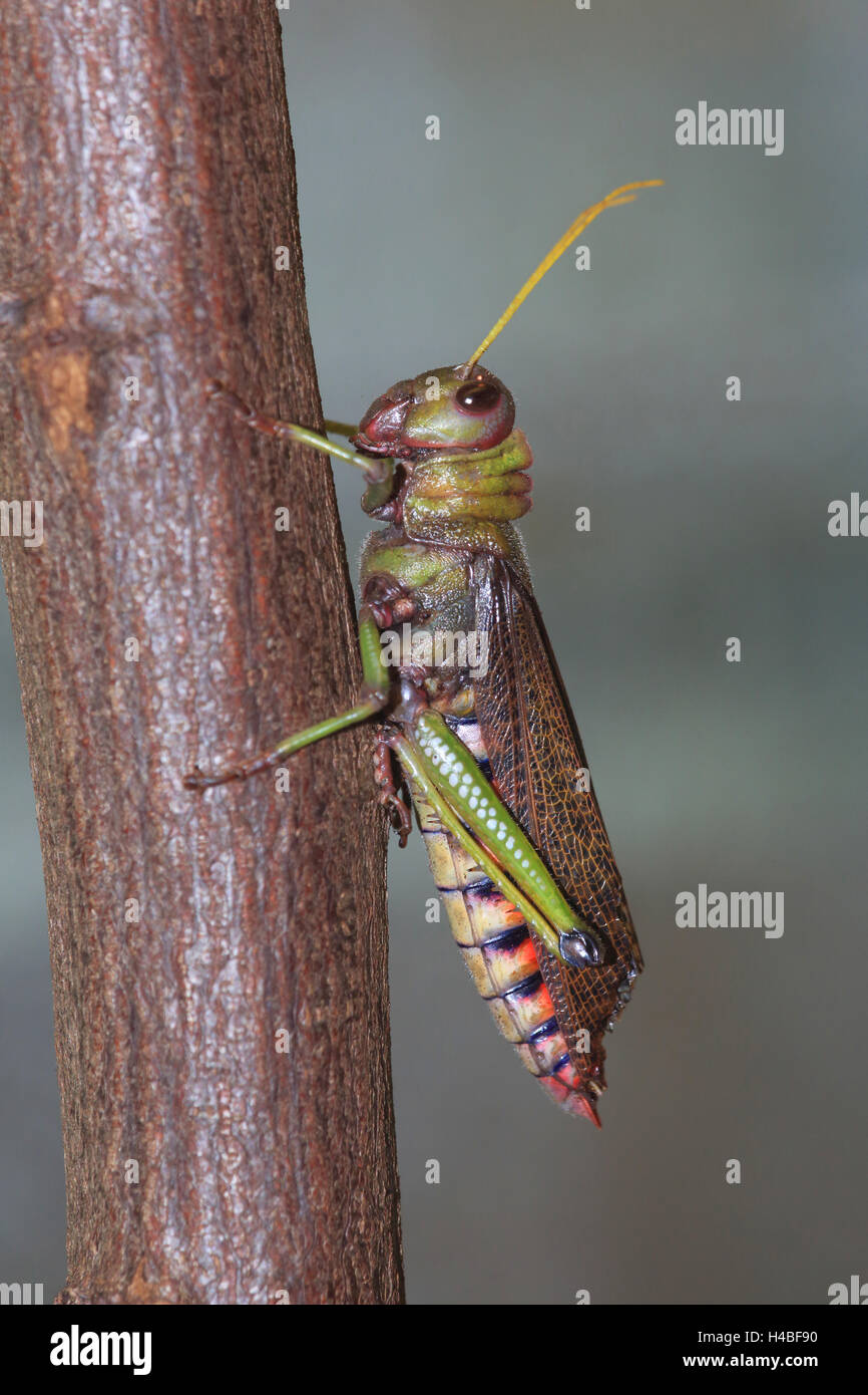 Locust insect side view hi-res stock photography and images - Alamy