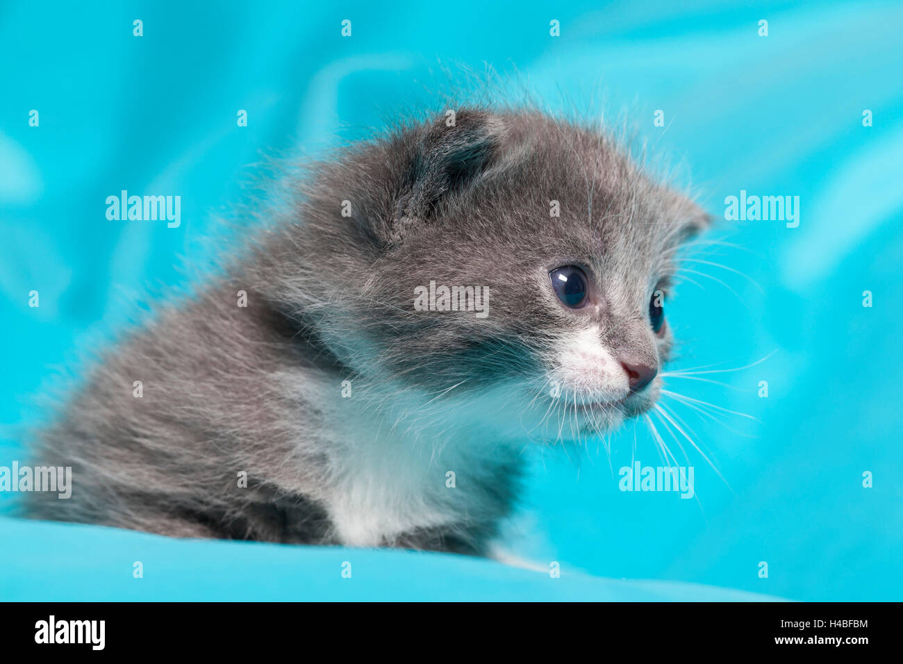 Baby cats hi-res stock photography and images - Alamy