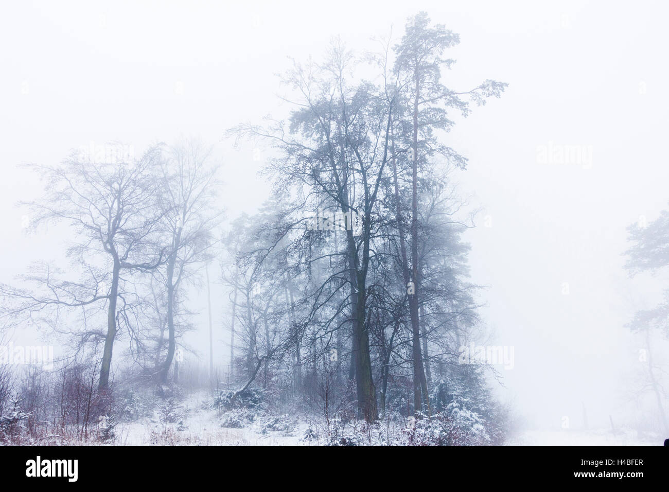 Winter snow fog trees hi-res stock photography and images - Alamy