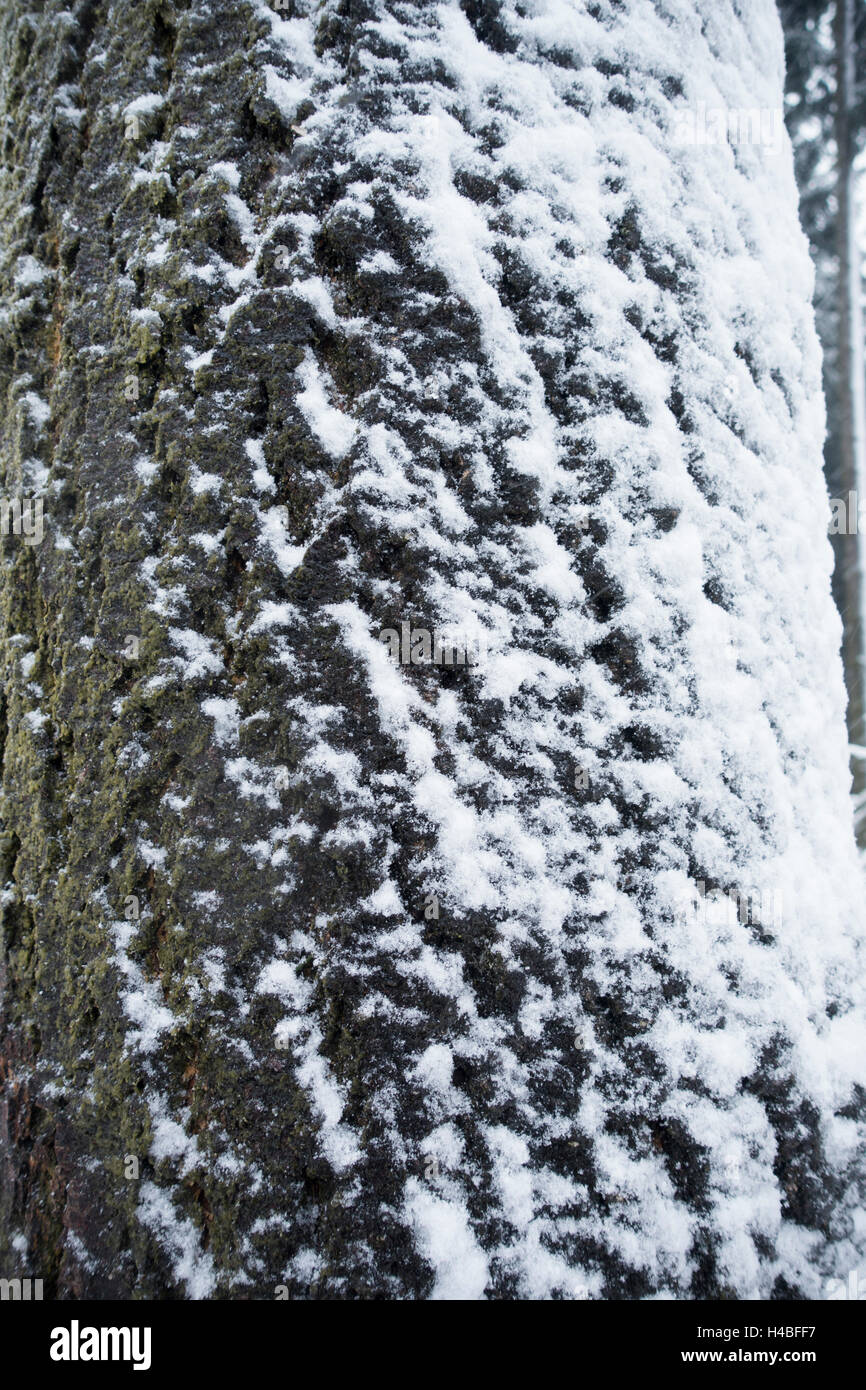 Spruce bark covered with snow Stock Photo - Alamy