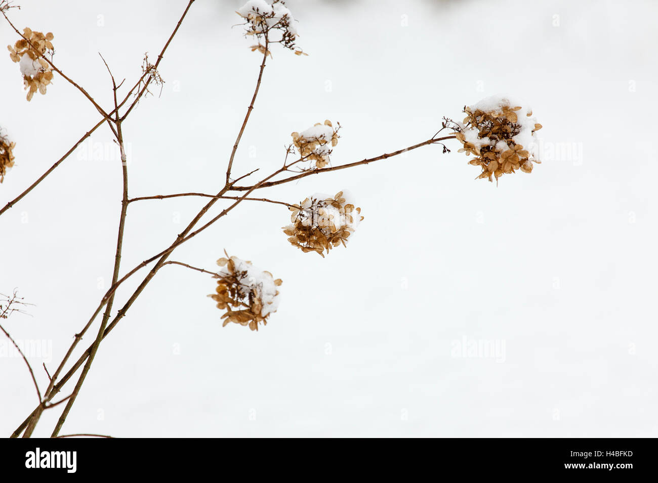 Hydrangea in winter Stock Photo - Alamy