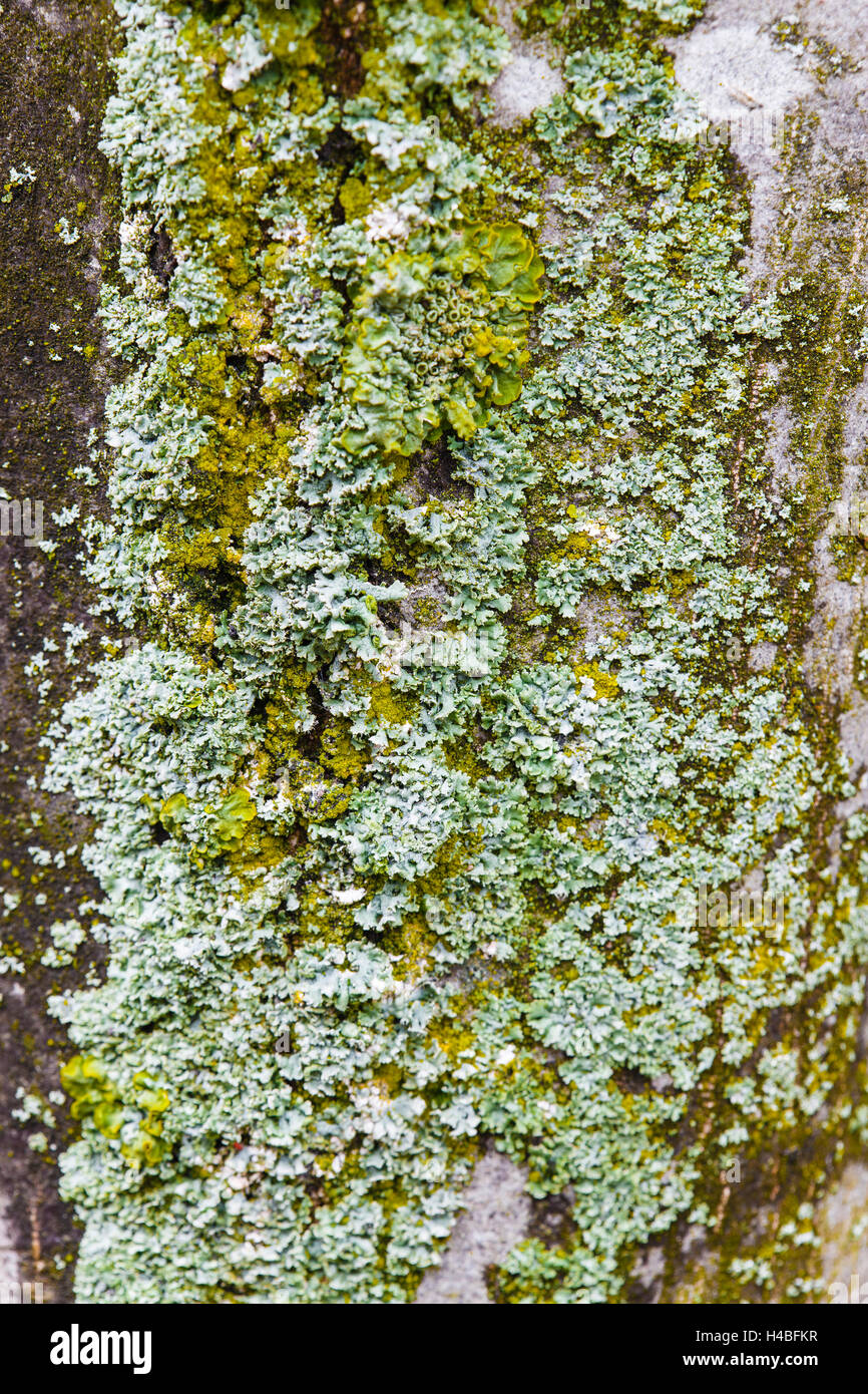 Background with lichens Stock Photo - Alamy