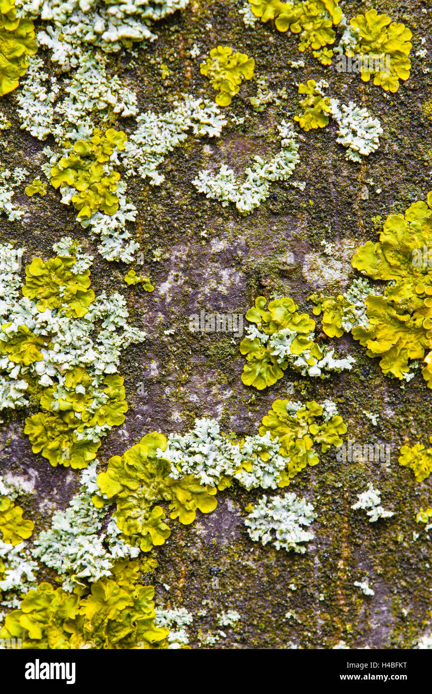 Background with lichens Stock Photo - Alamy