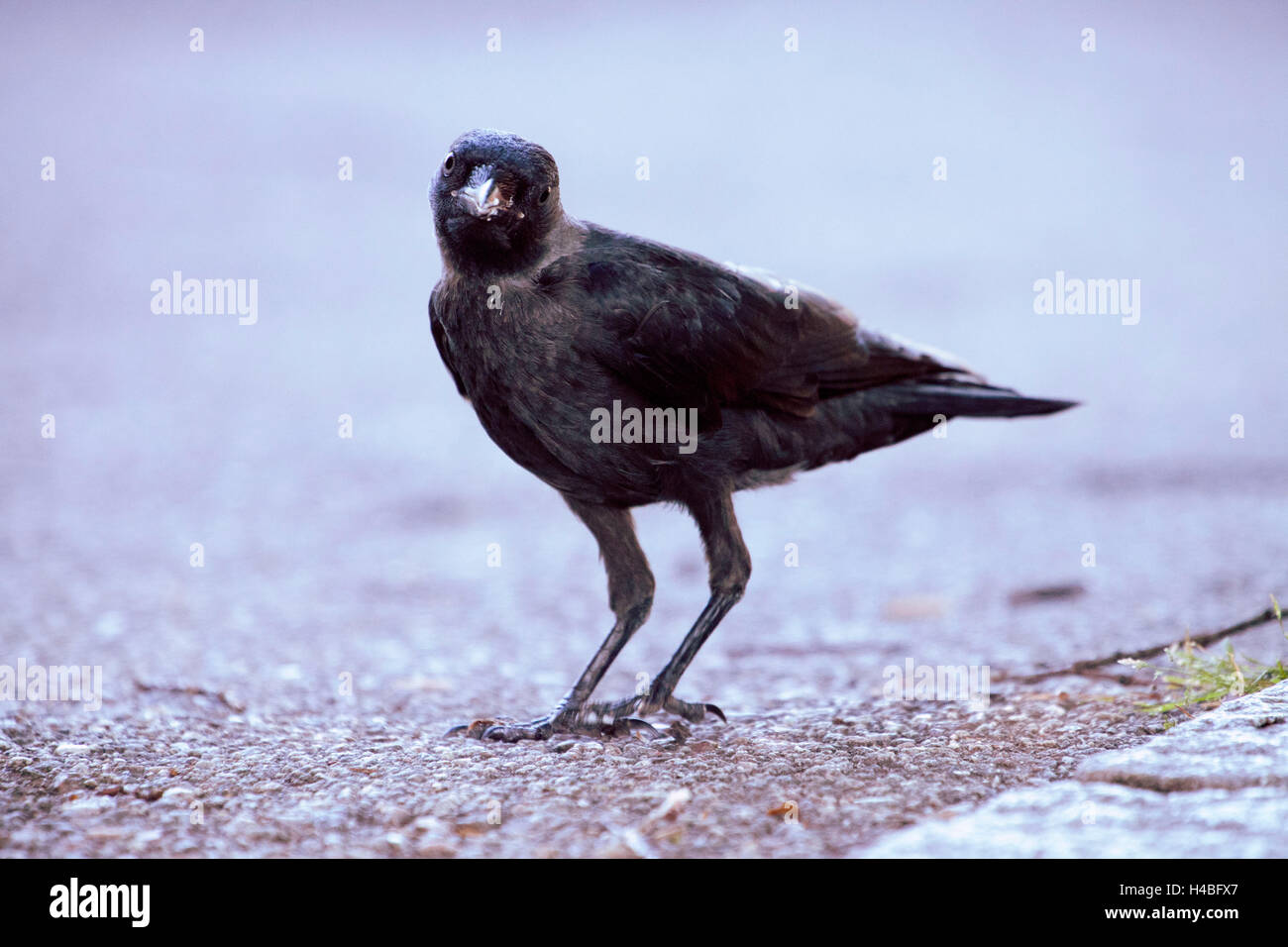 Jackdaw fauna hi-res stock photography and images - Alamy