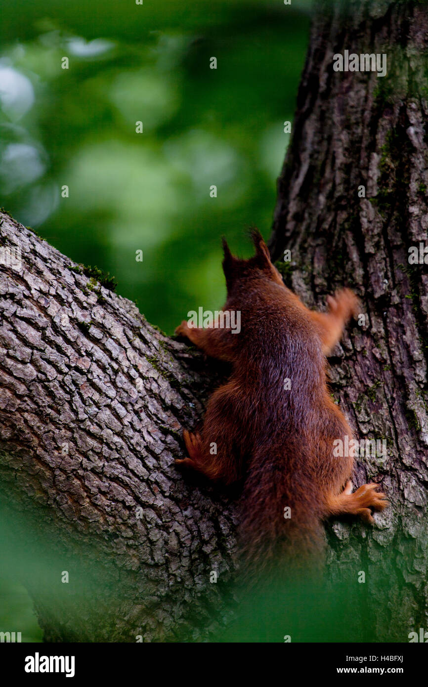 Red squirrel climbing hi-res stock photography and images - Alamy