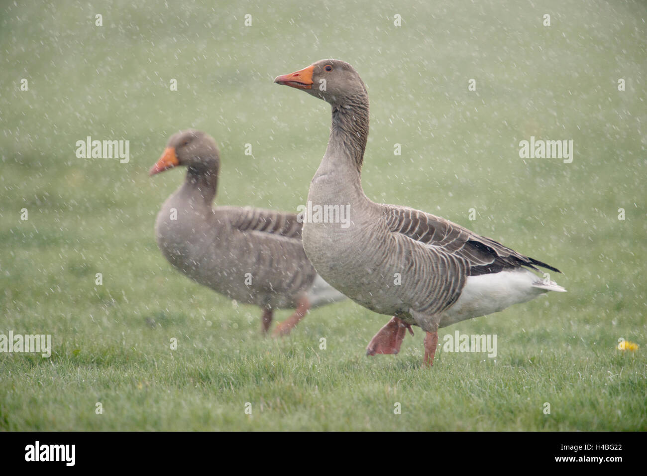 Rain goose hi-res stock photography and images - Alamy