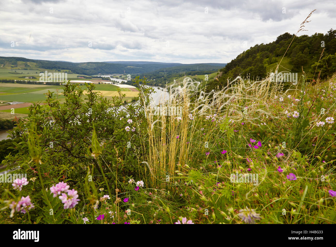 Rock scenery and dry grassland with feather grass in the nature reserve ...