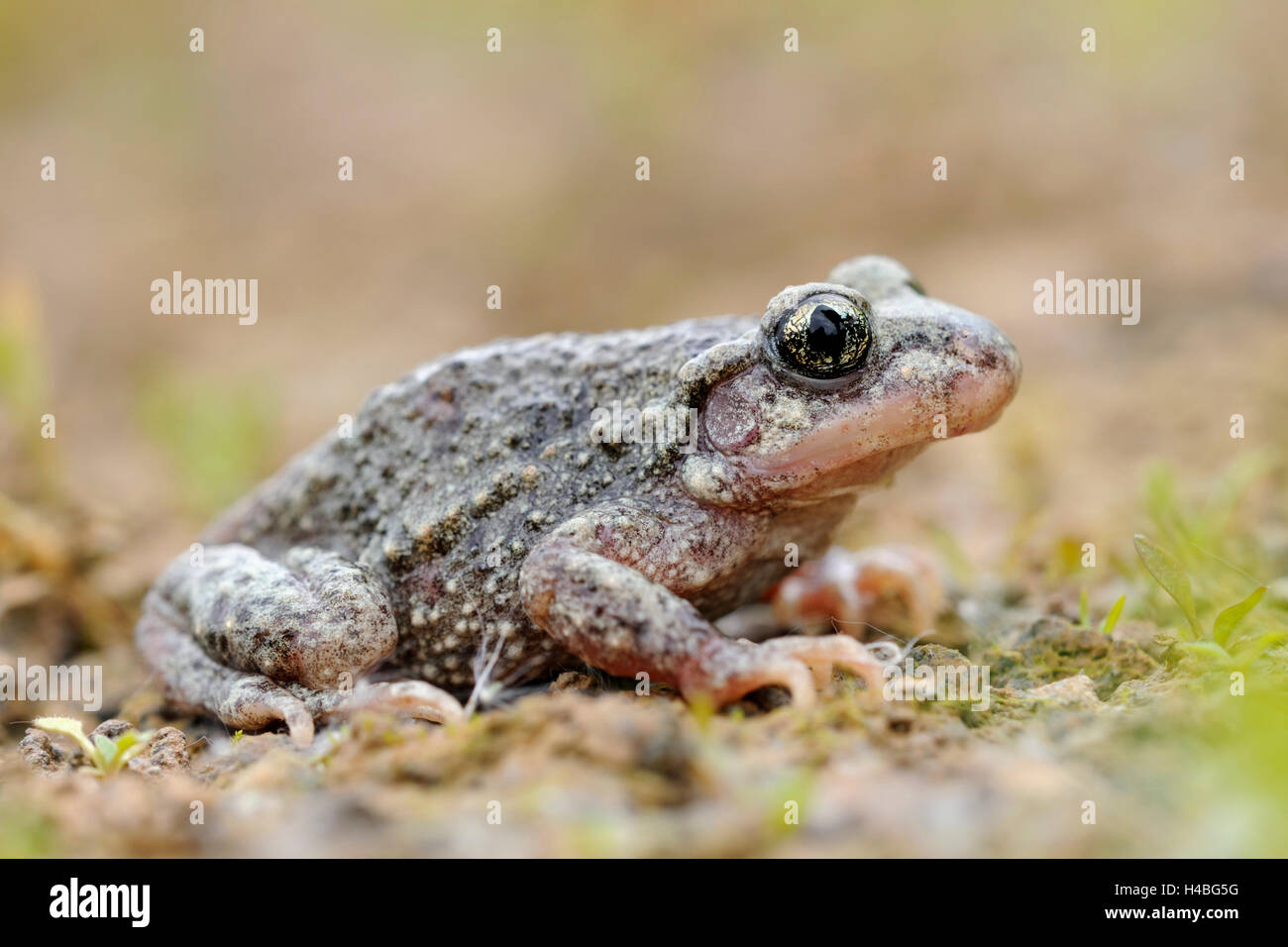 Common Midwife Toad / Geburtshelferkroete ( Alytes obstetricans ...