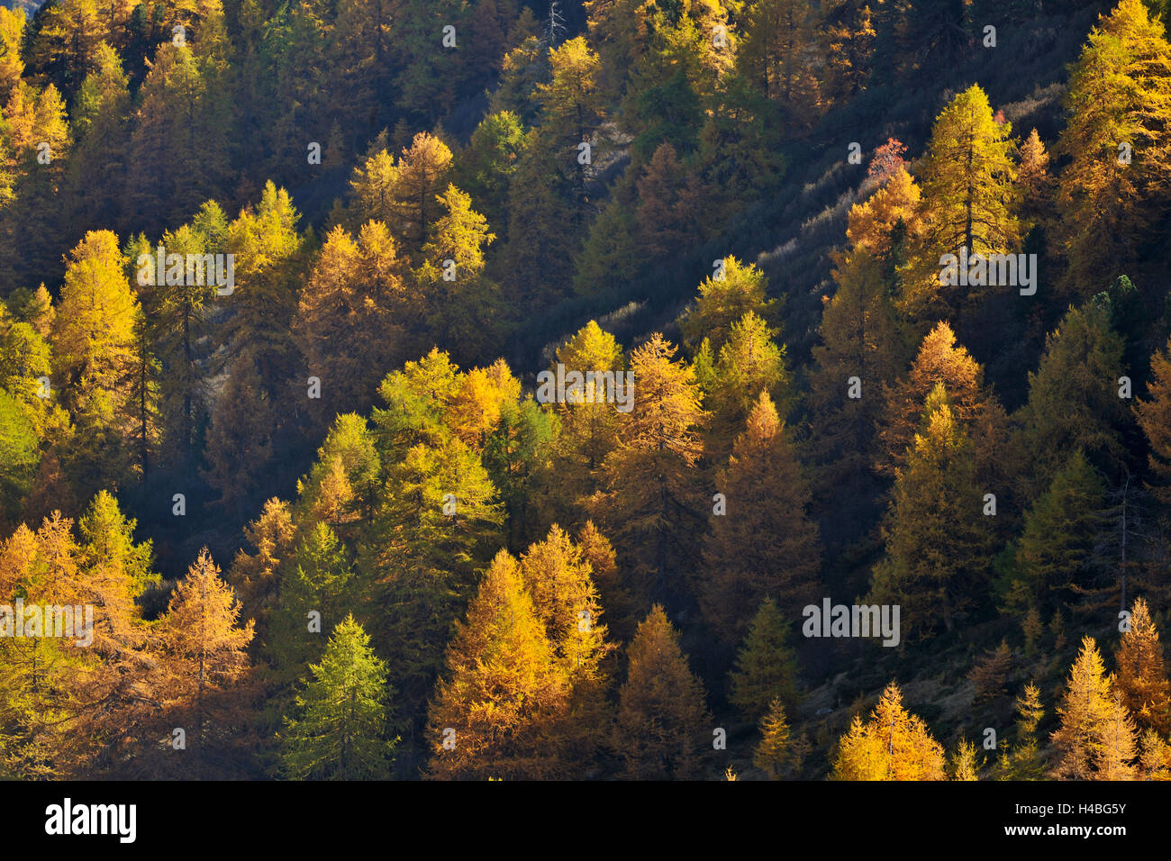 Alpine Larch Tree Forest in Autumn, Albulapass, Grisons, Switzerland ...