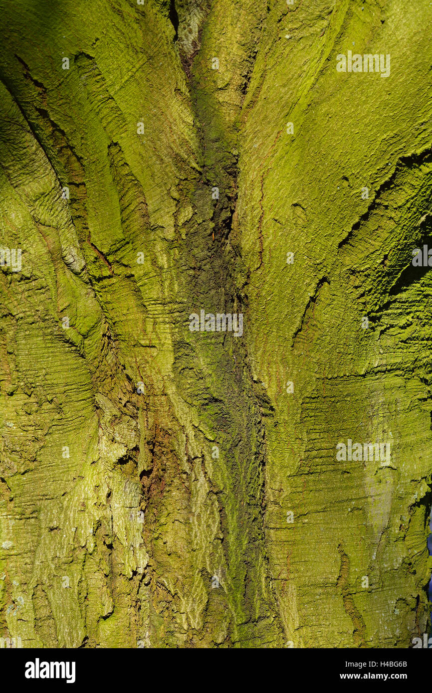 Beech tree bark hi-res stock photography and images - Alamy