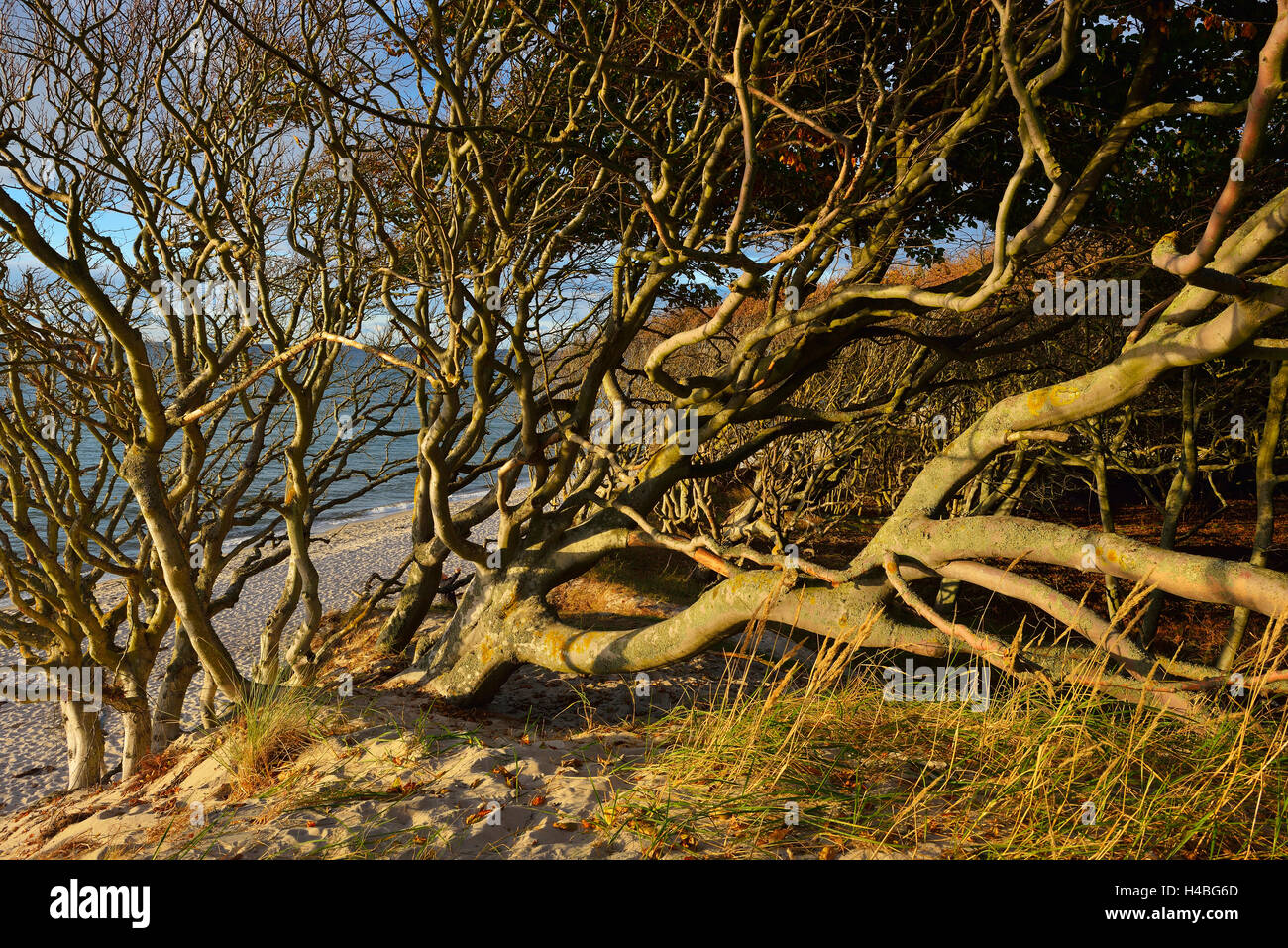Beech Tree in Coastal Forest, Darss West Beach, Autumn, Prerow, Darss ...