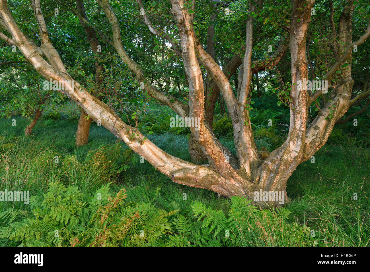 Birch Forest in the Dunes, Summer, Norderney, East Frisia Island, North ...