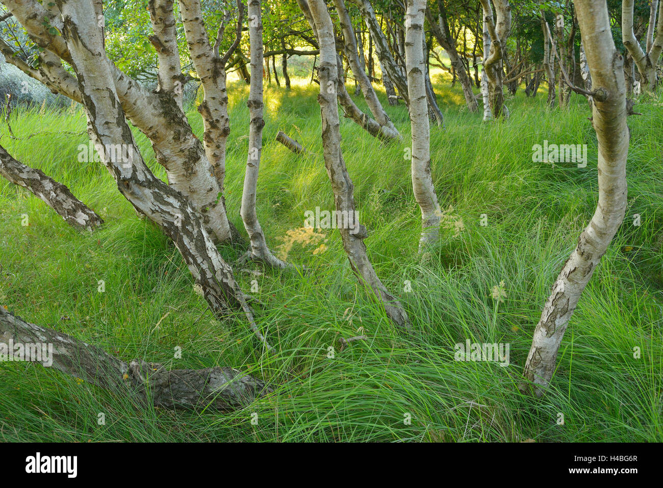 Birch Forest in the Dunes, Summer, Norderney, East Frisia Island, North ...