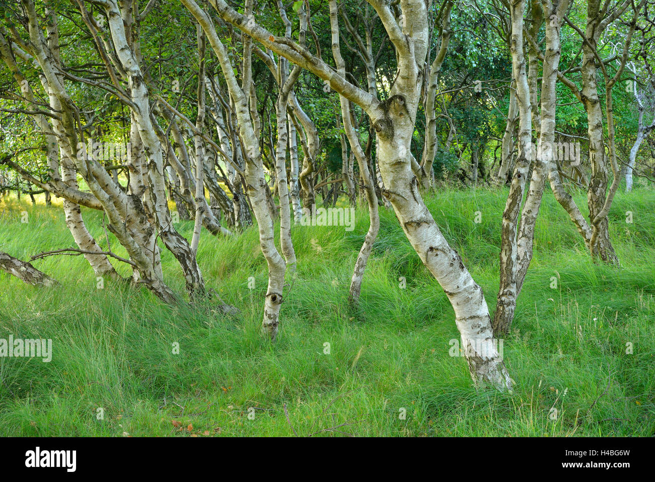 Birch Forest in the Dunes, Summer, Norderney, East Frisia Island, North ...
