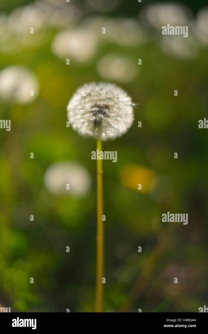 Dandelion in the Spring, Baden Wurttemberg, Germany Stock Photo - Alamy