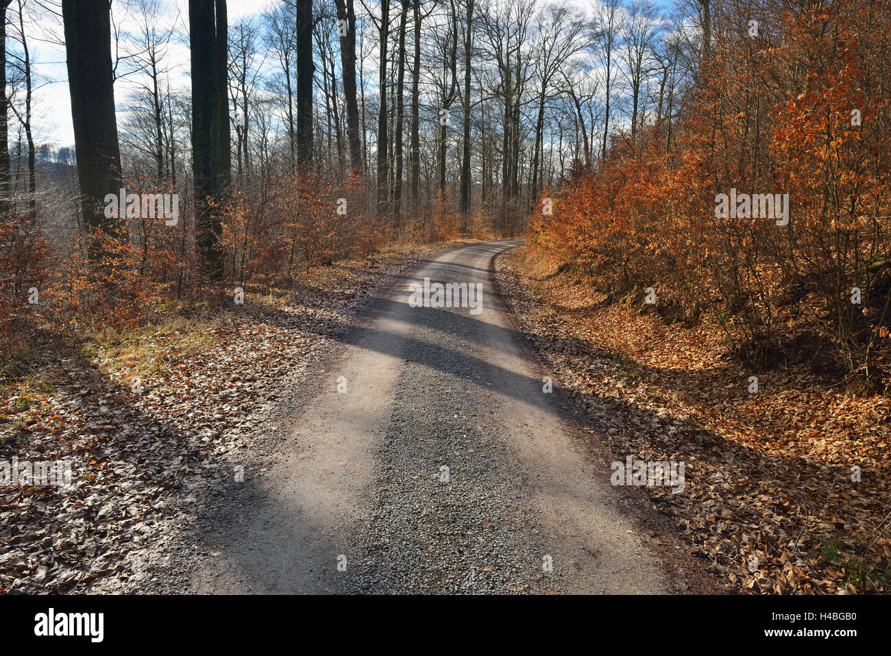 Forest Path in early Spring, Natural Forest Reserve Eichhall, Spessart ...