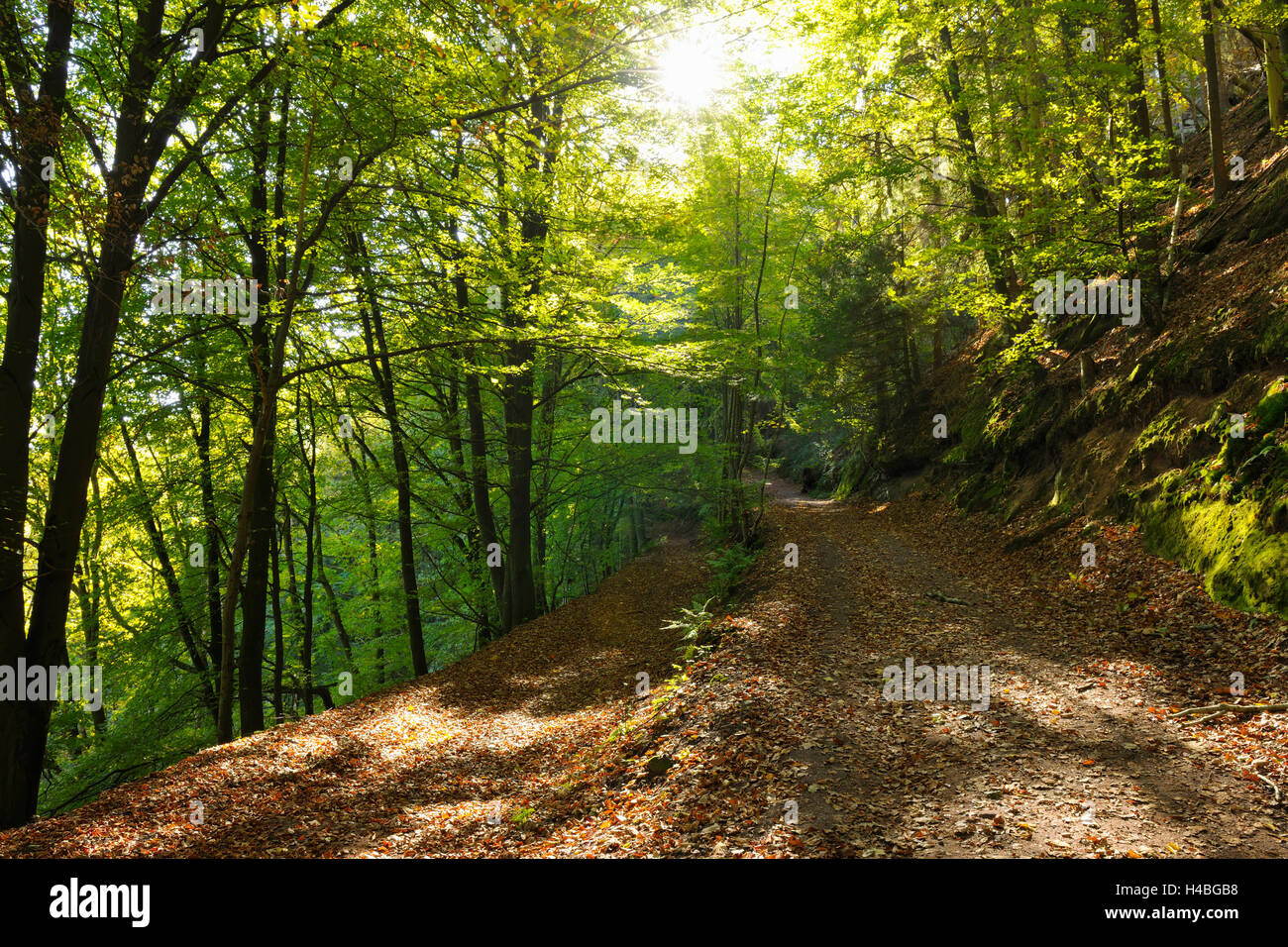 Pfaelzerwald hi-res stock photography and images - Alamy