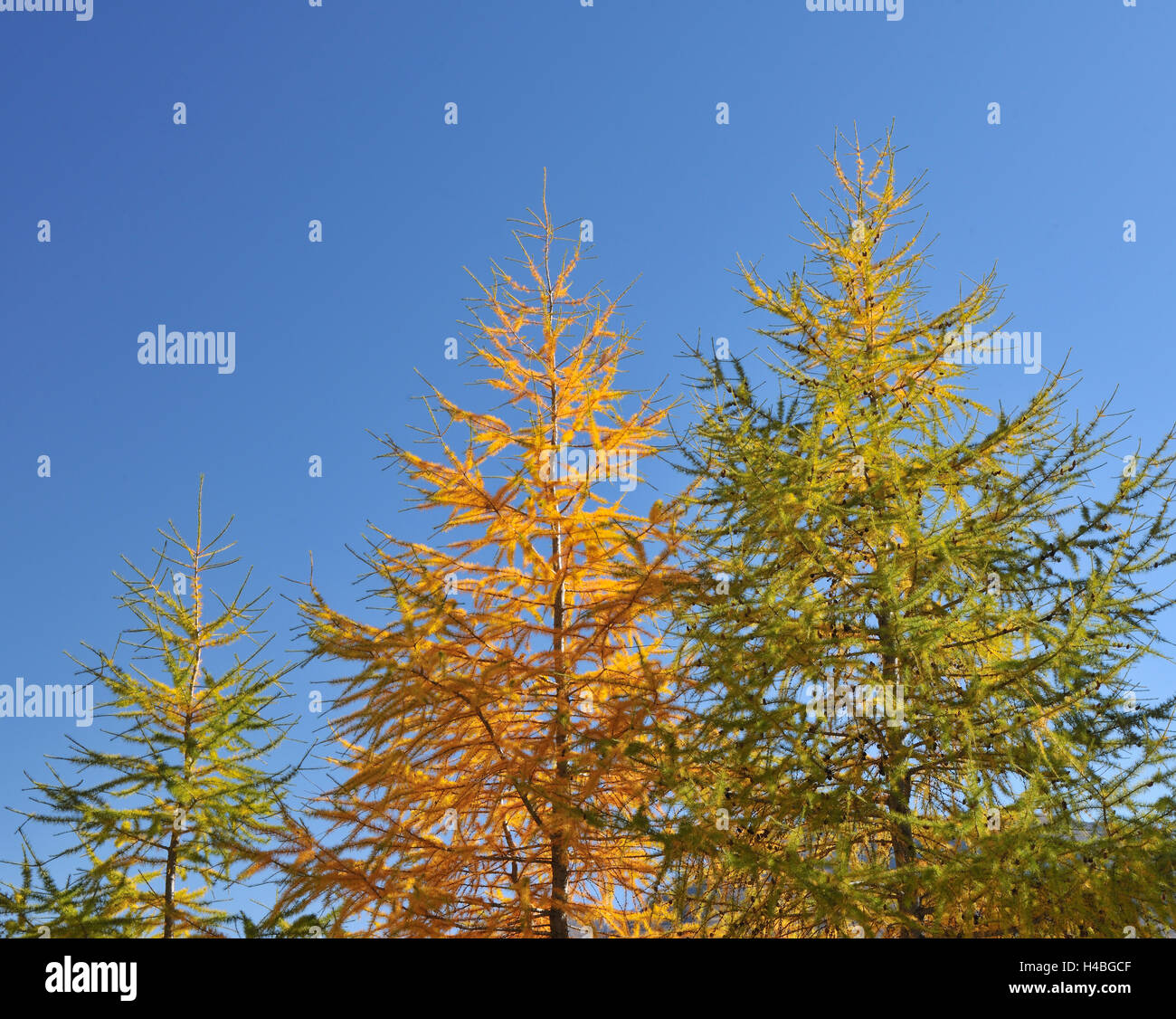 Larch Trees in Autumn, Albulapass, Grisons, Switzerland Stock Photo - Alamy