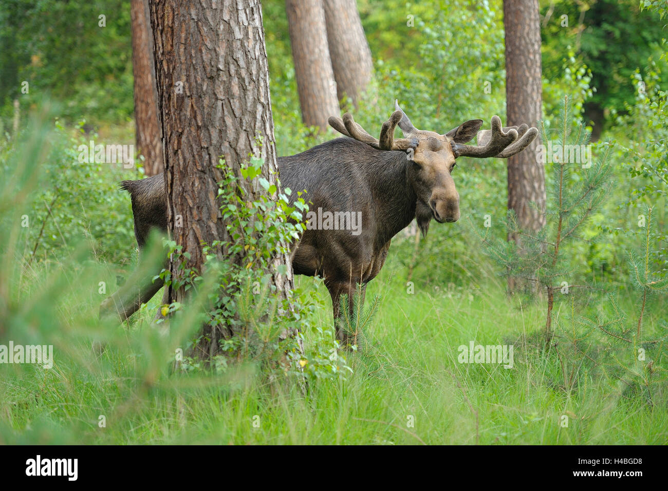 Moose bull in forest hi-res stock photography and images - Alamy