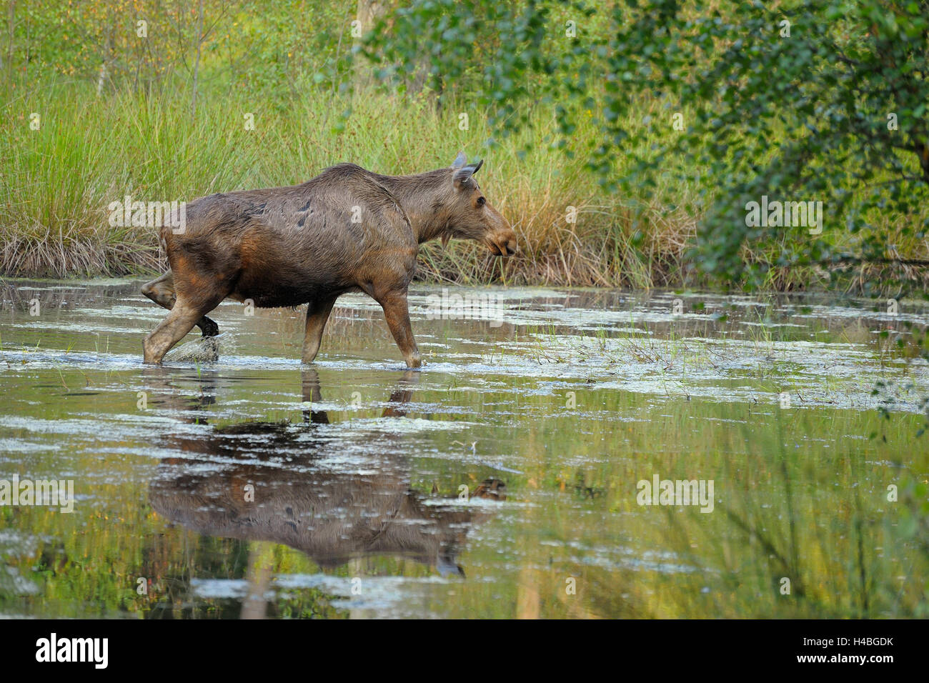 Moose germany hi-res stock photography and images - Alamy