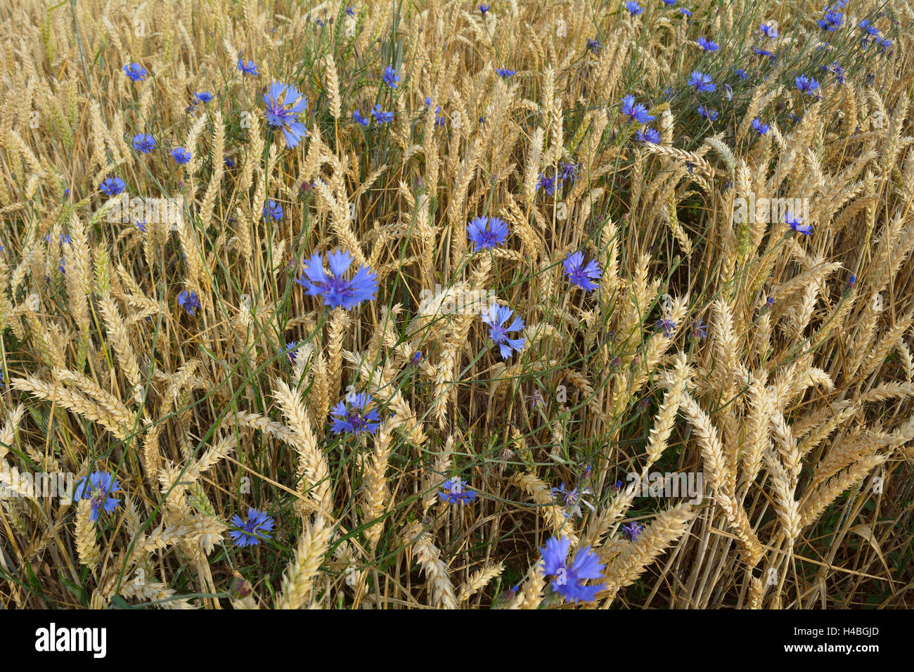 Wheat Field with Cornflower, Centaurea cyanus, Summer, Germerode, Hoher ...