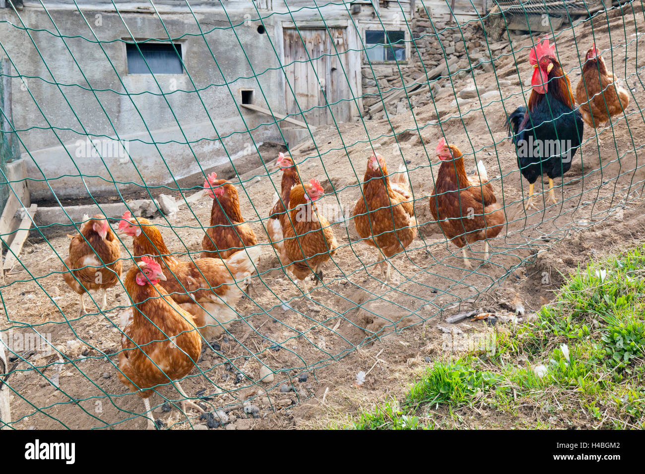 Group of free-range chicken Stock Photo - Alamy