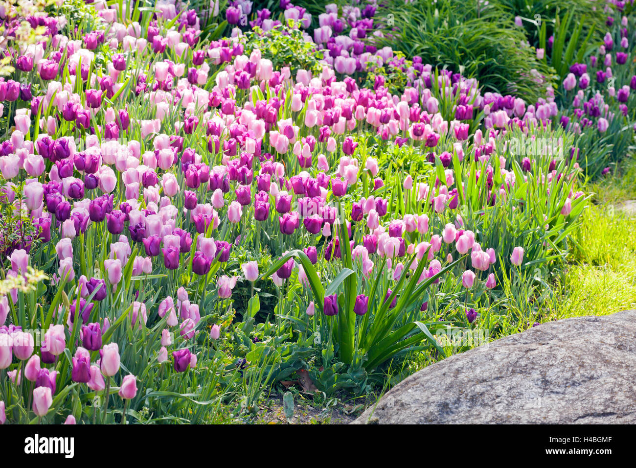 Tulip garden hi-res stock photography and images - Alamy
