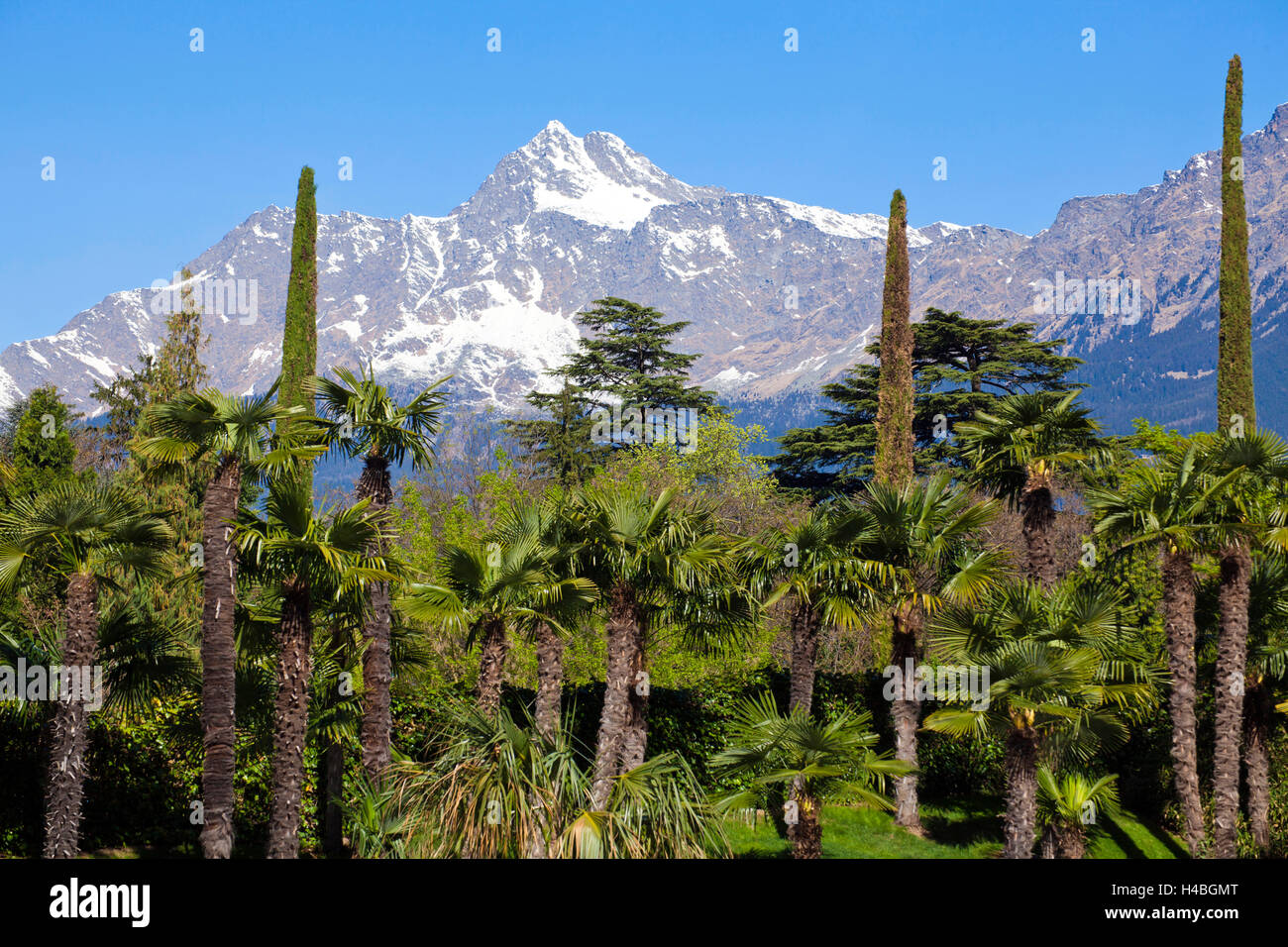 Mediterranean forest in front of mountains Stock Photo - Alamy