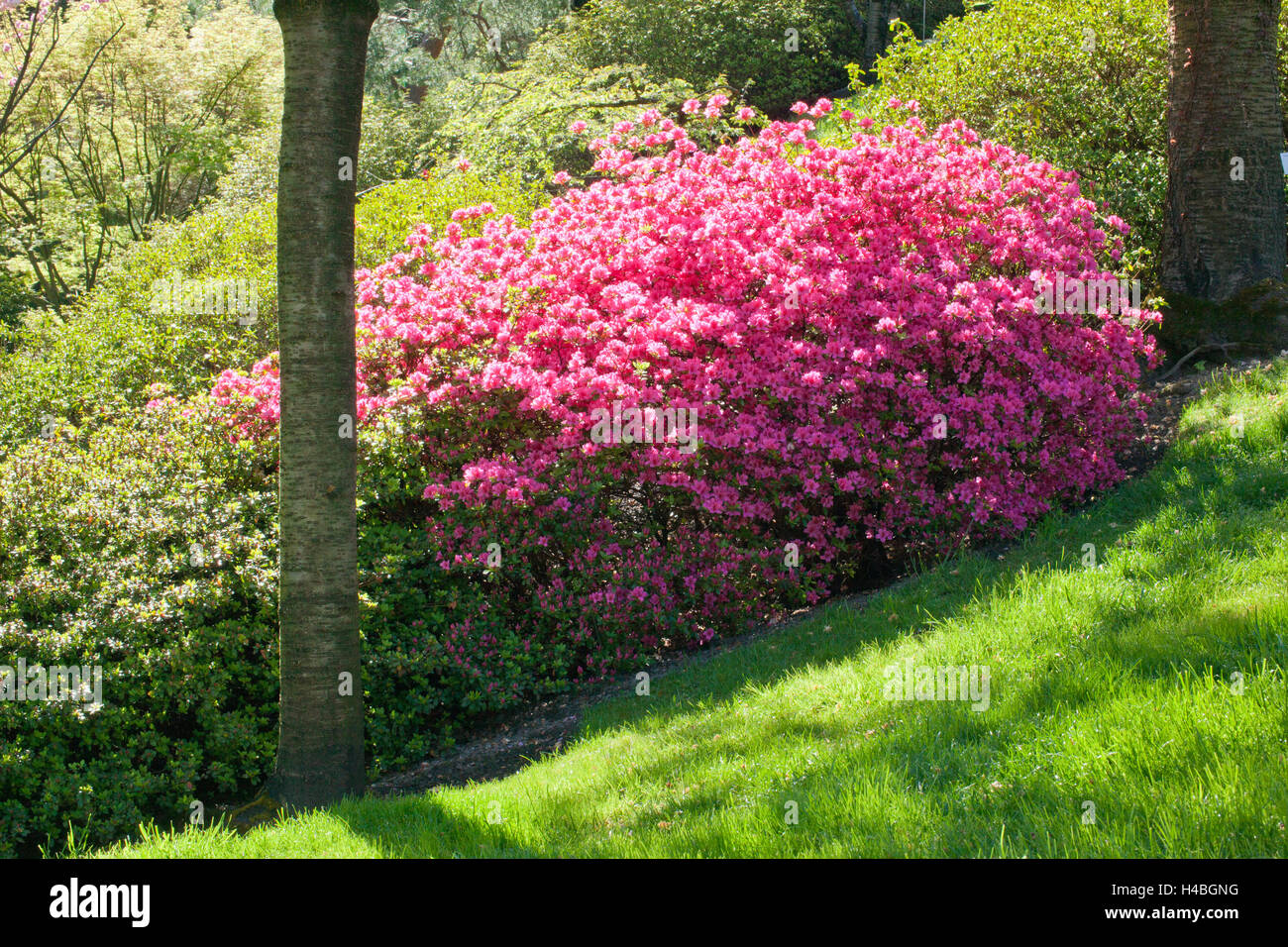 Red rhododendron hi-res stock photography and images - Alamy