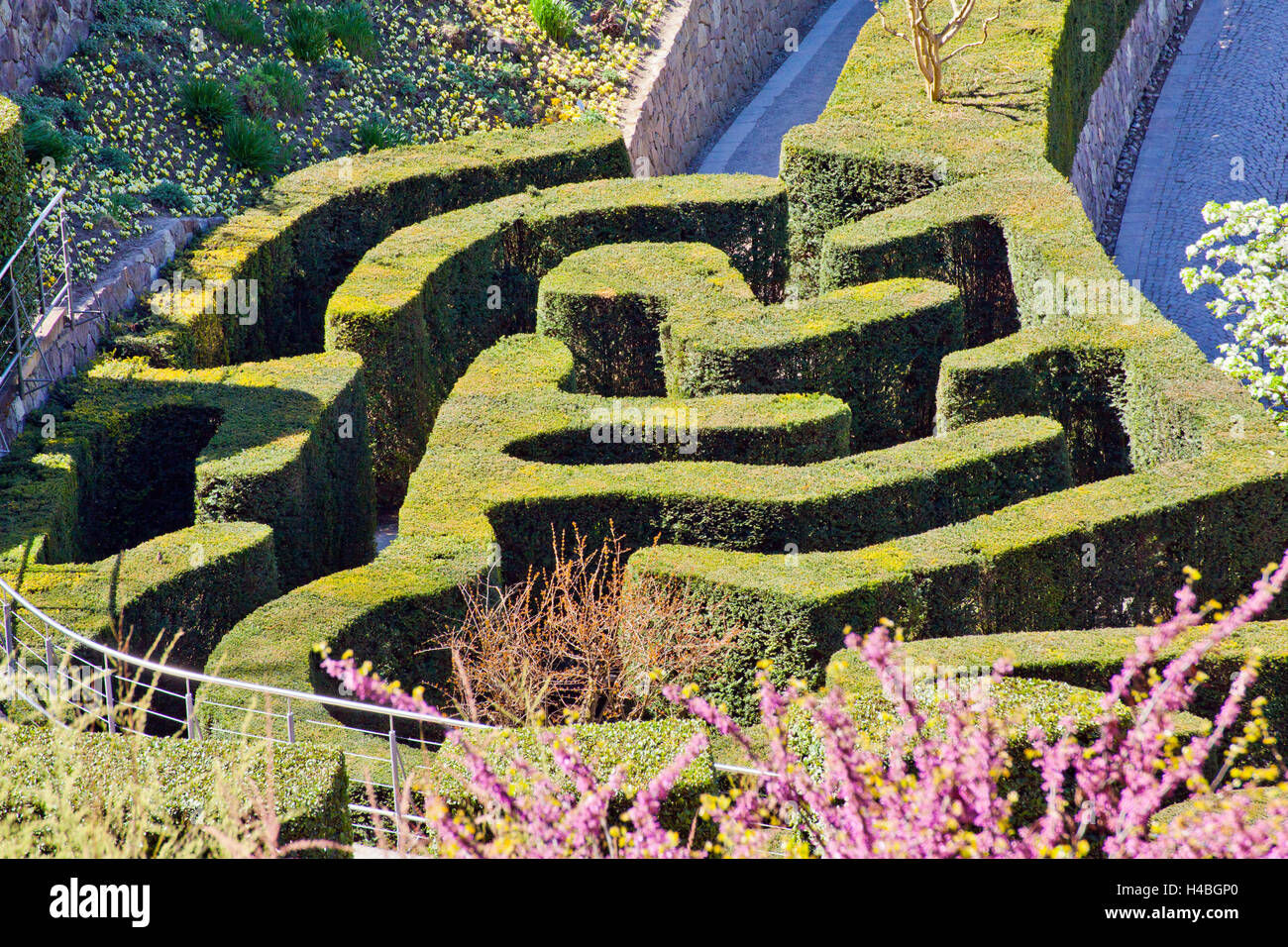 Maze through hedges Stock Photo - Alamy
