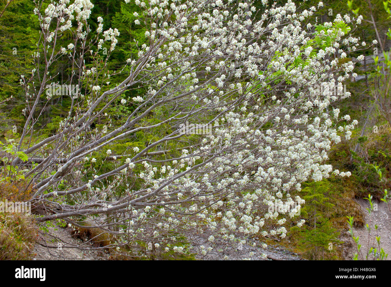 Amelanchier ovalis hi-res stock photography and images - Alamy