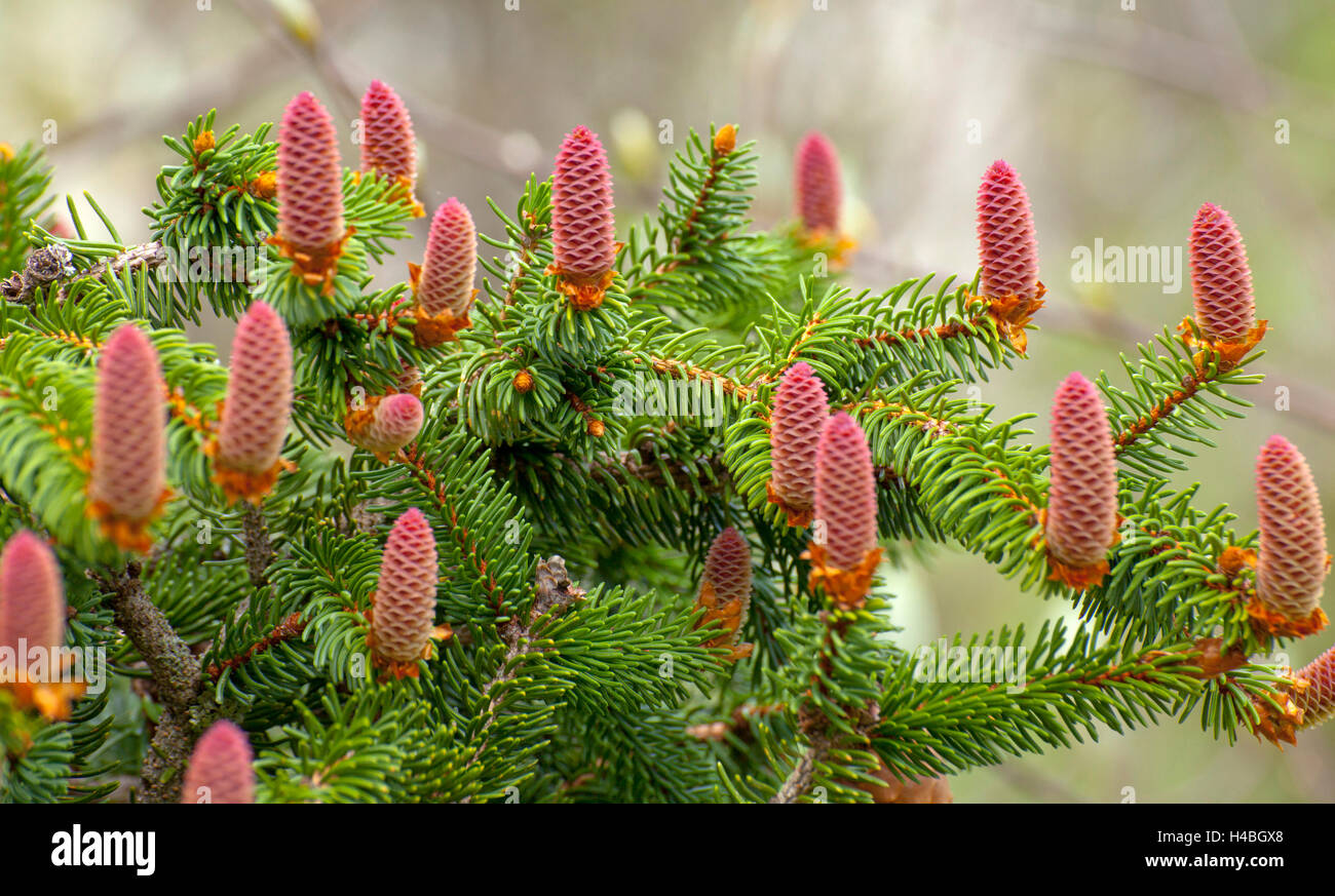 Upright Cones High Resolution Stock Photography and Images - Alamy