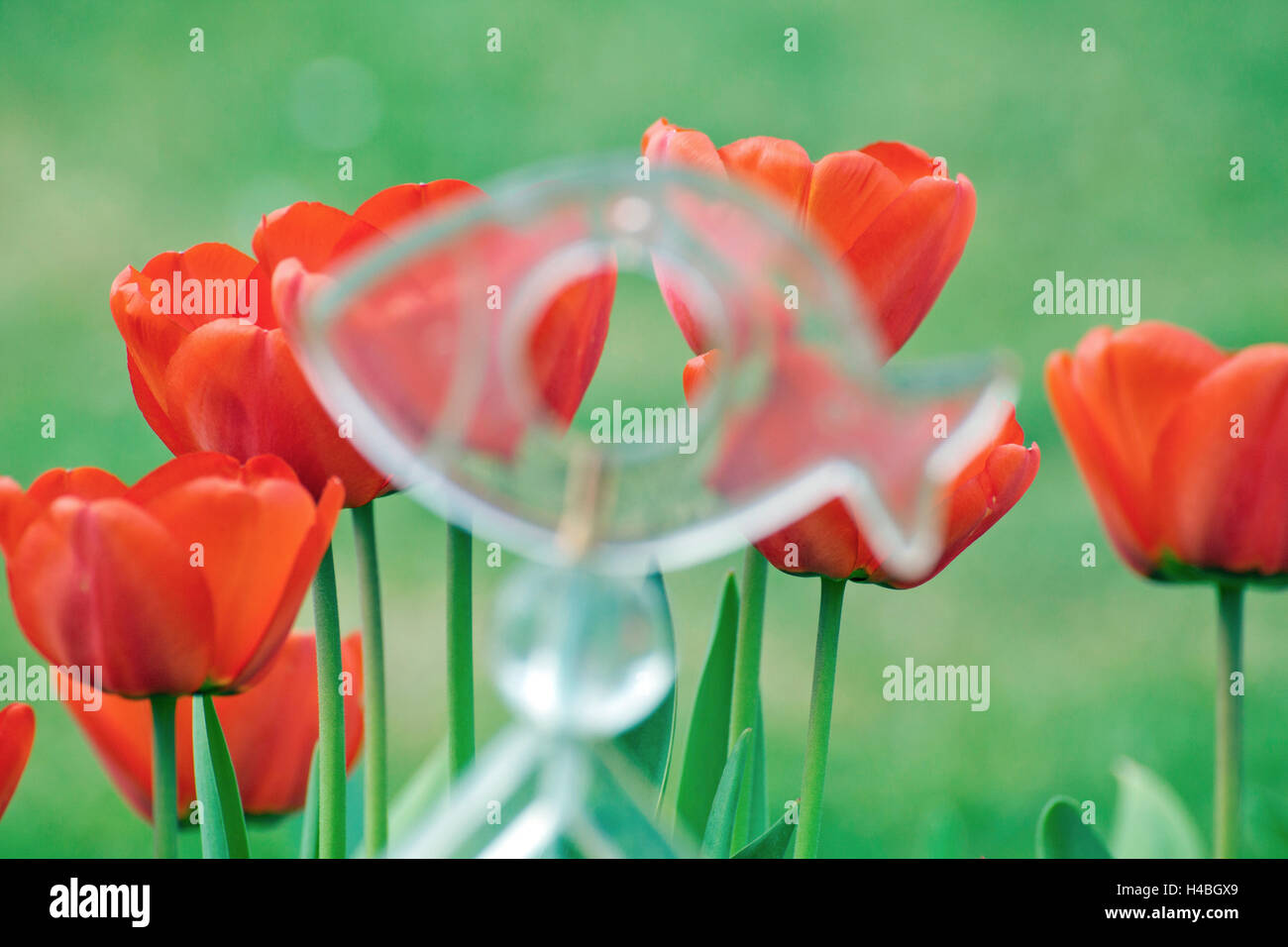 red tulips behind fish symbol Stock Photo - Alamy